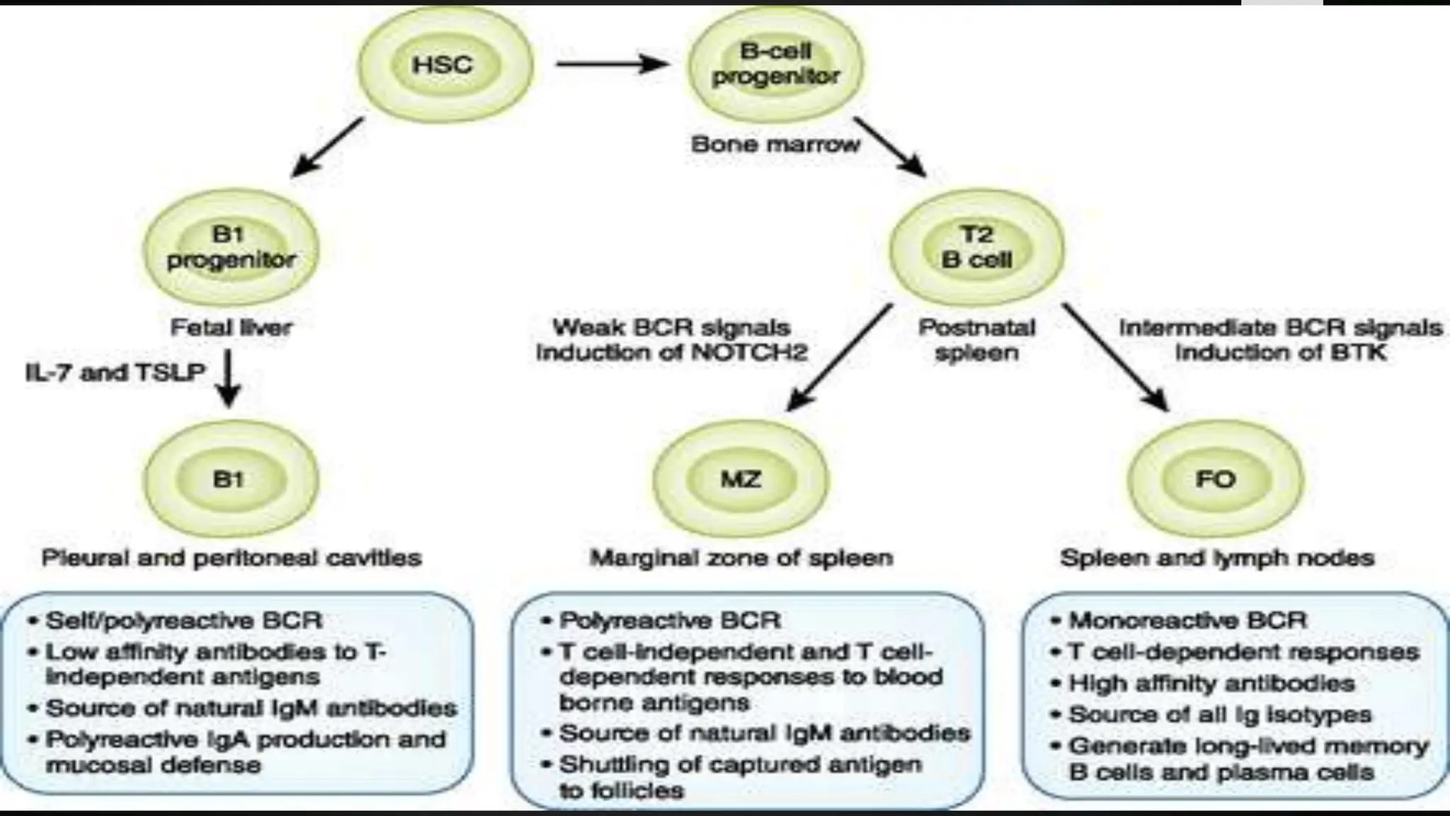 B Cells-1 role and functions 178858057.pptx