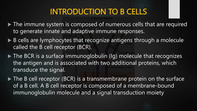 B Cells-1 role and functions 178858057.pptx