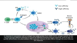 B Cells-1 role and functions 178858057.pptx