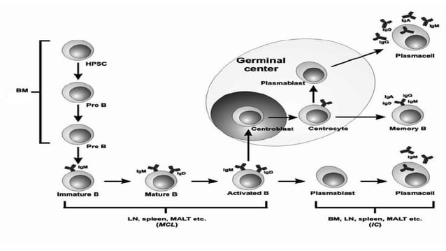B CELL SERIES of B lymphoid lineage.pptx