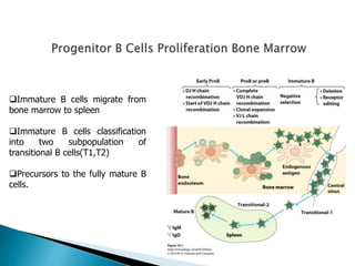 B cells generation 2019.ppt
