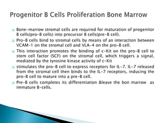 B cells generation 2019.ppt