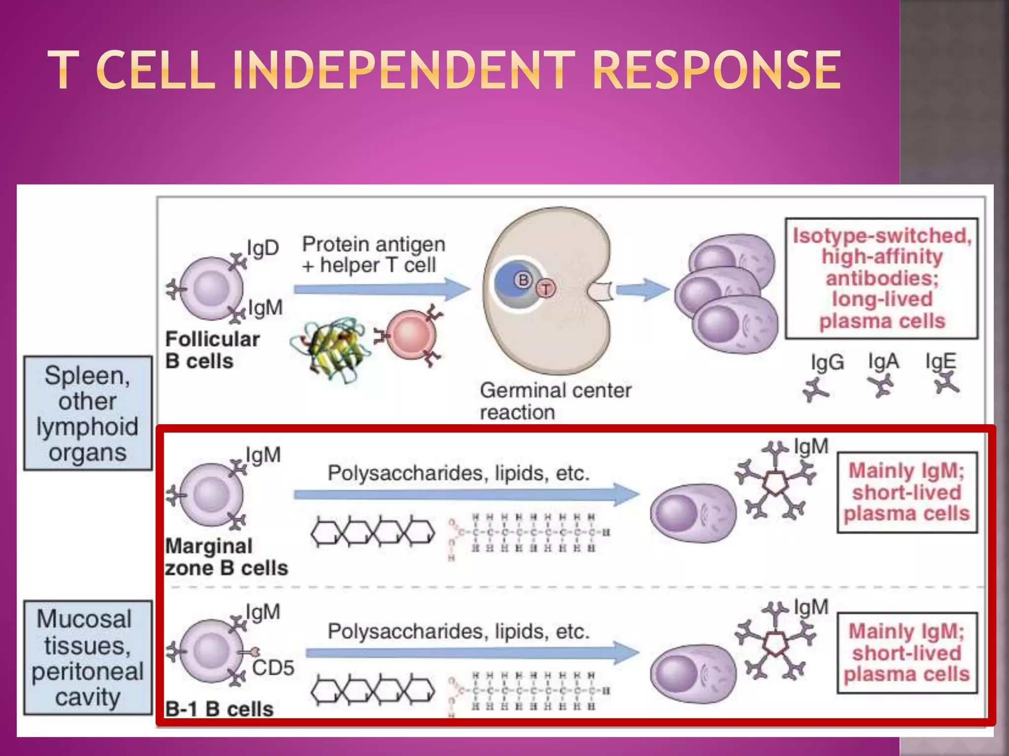 B CELLS .pptx