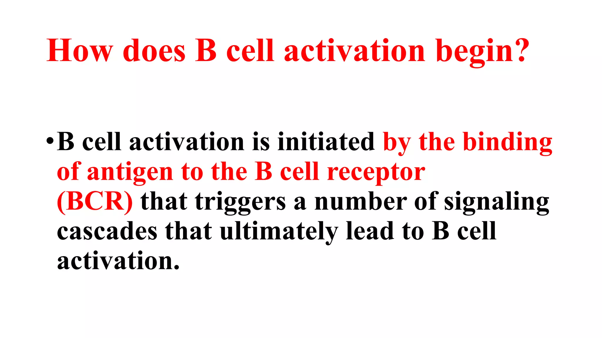 B Cell & T Cell Receptors.pptx