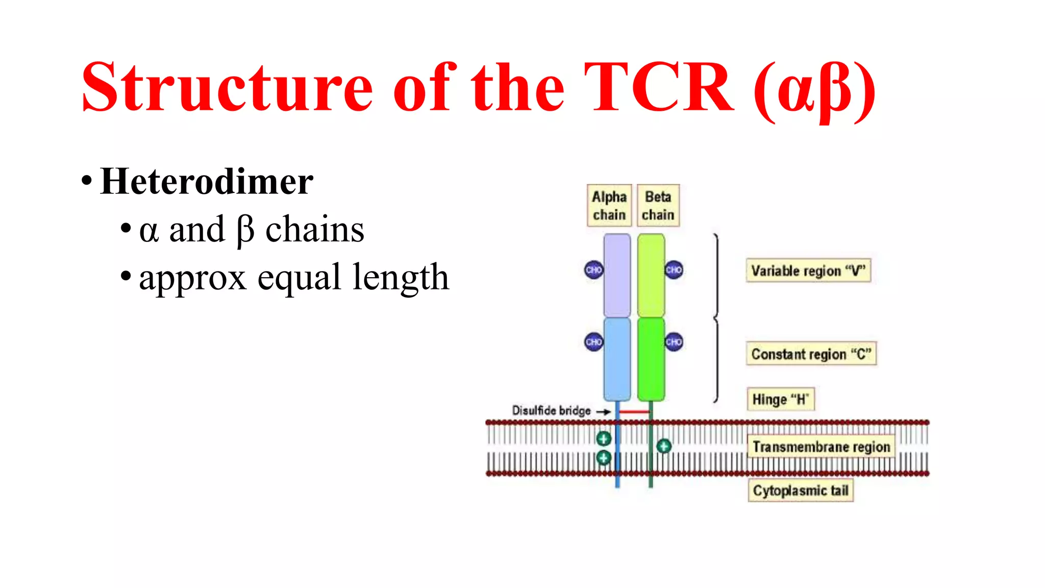 B Cell & T Cell Receptors.pptx