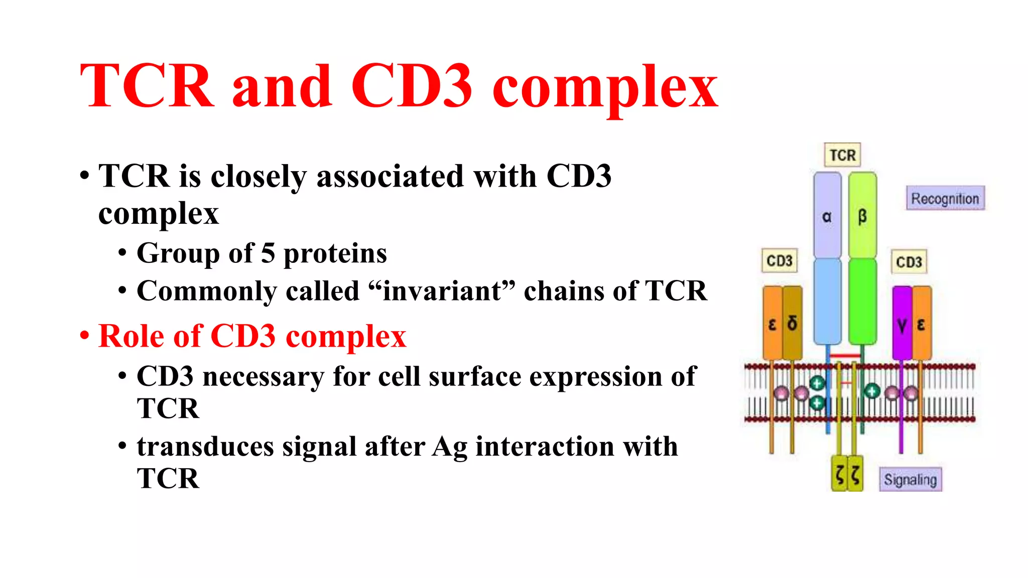 B Cell & T Cell Receptors.pptx