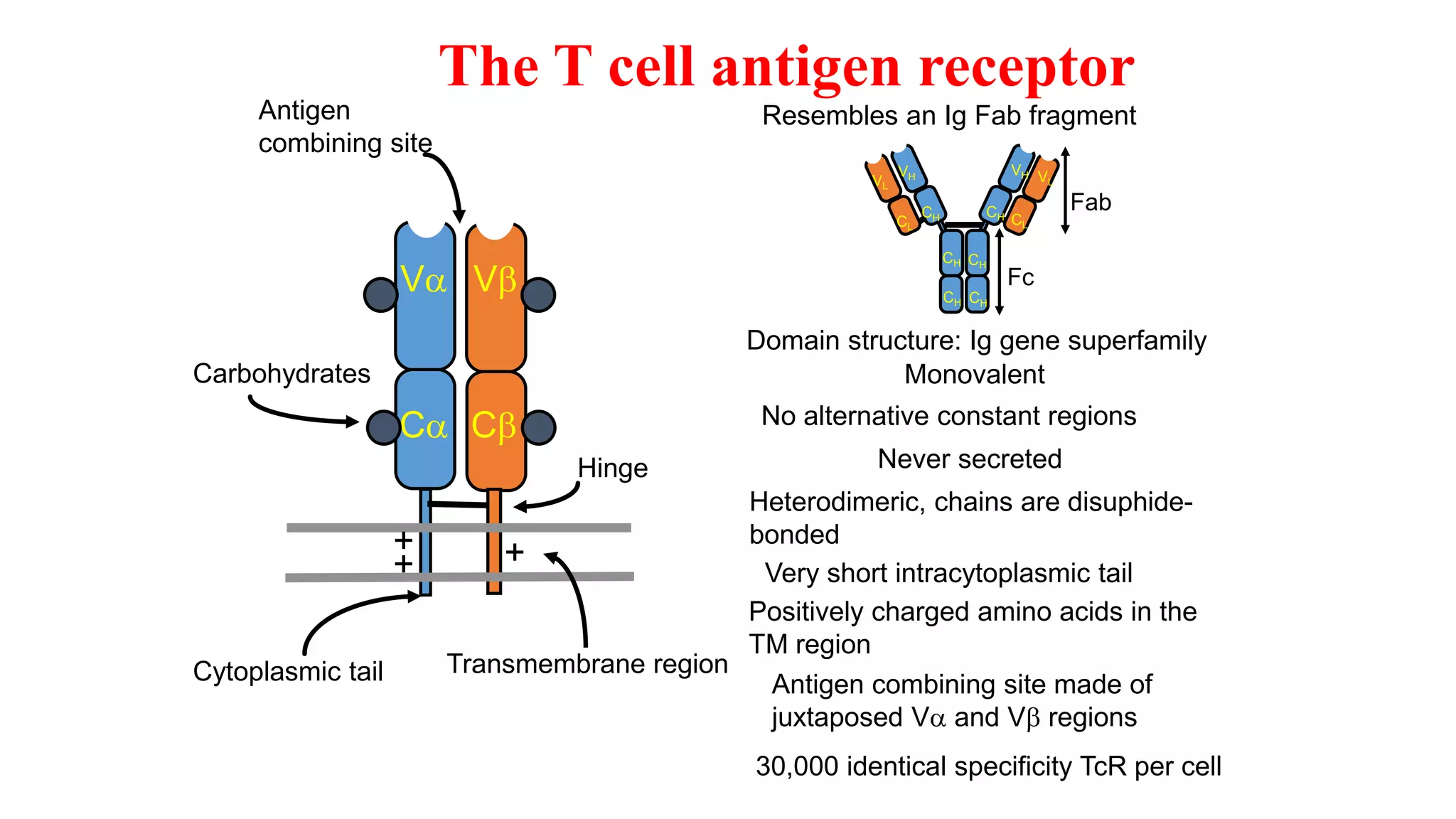 B Cell & T Cell Receptors.pptx
