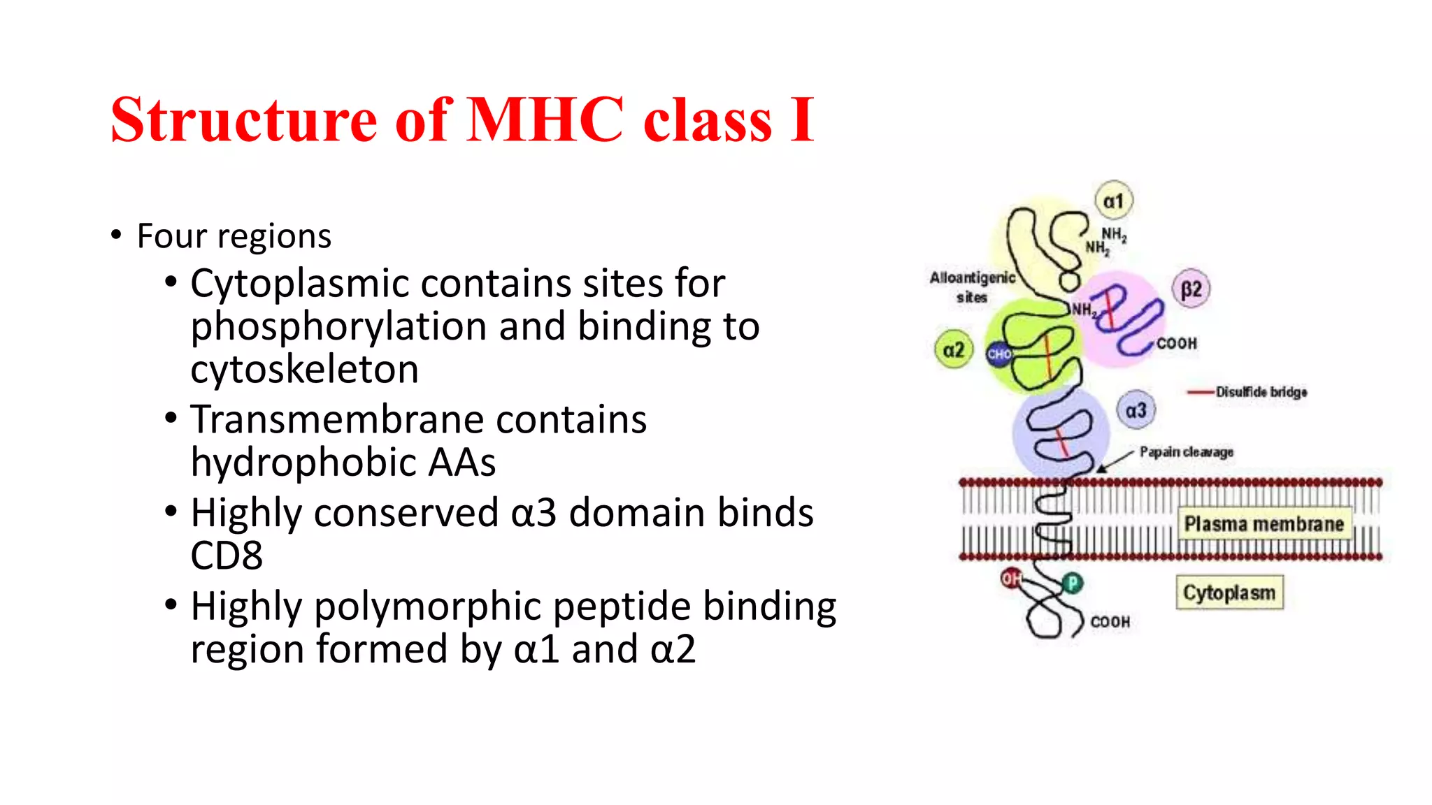 B Cell & T Cell Receptors.pptx