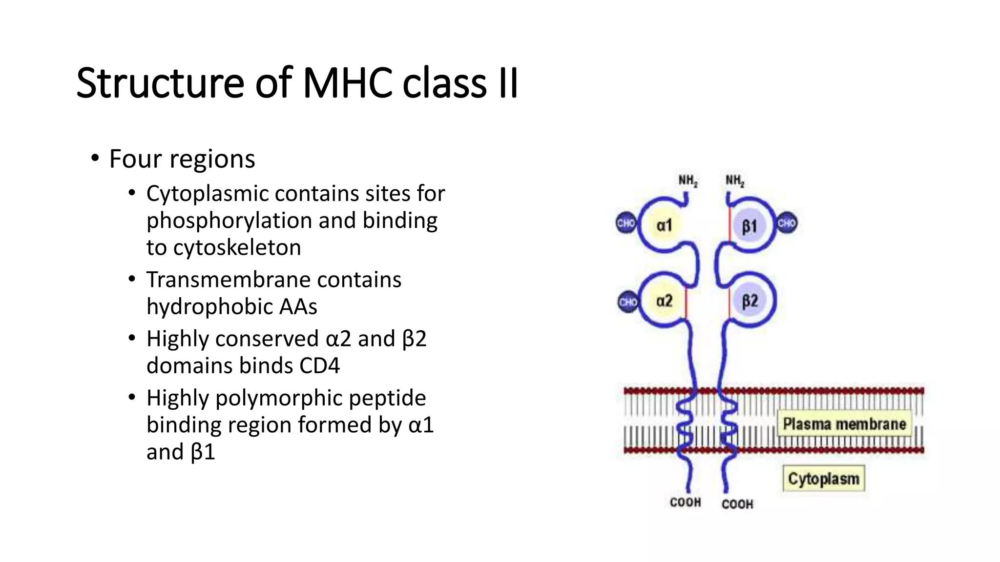 B Cell & T Cell Receptors.pptx