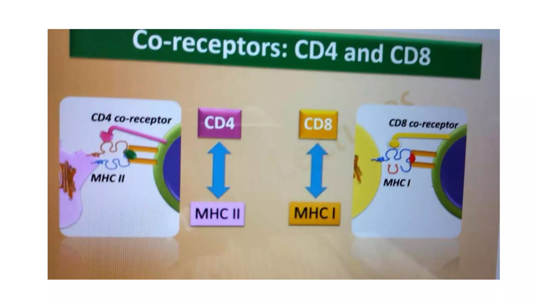 B Cell & T Cell Receptors.pptx