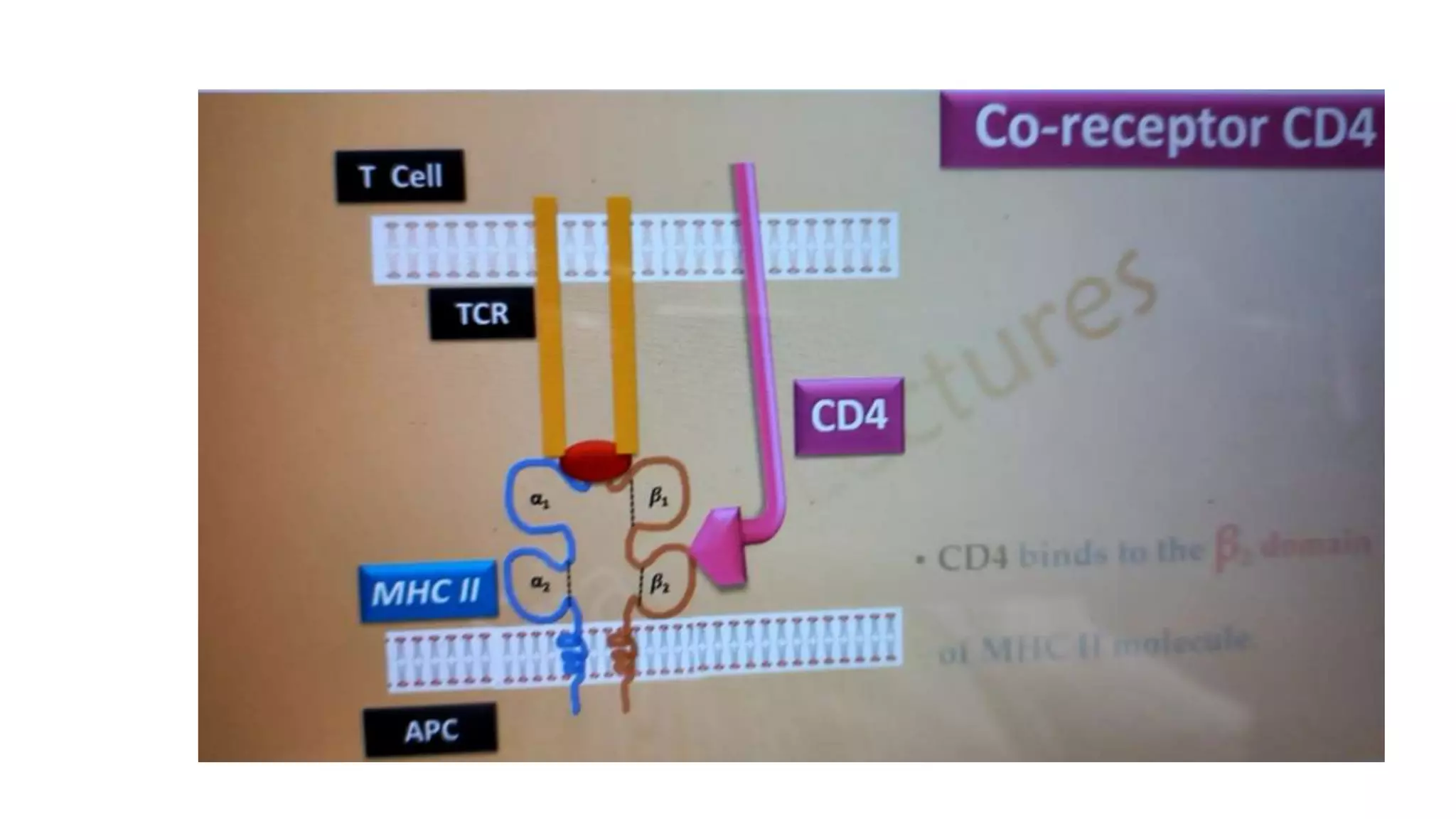 B Cell & T Cell Receptors.pptx