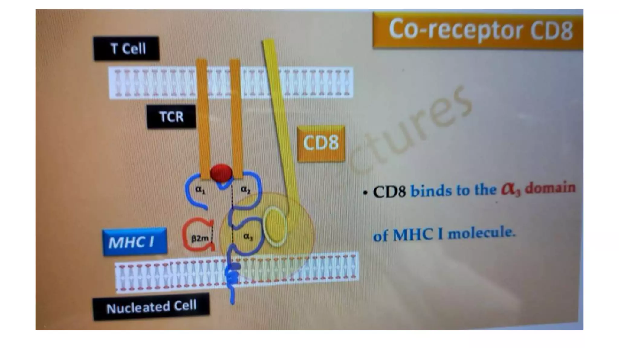B Cell & T Cell Receptors.pptx