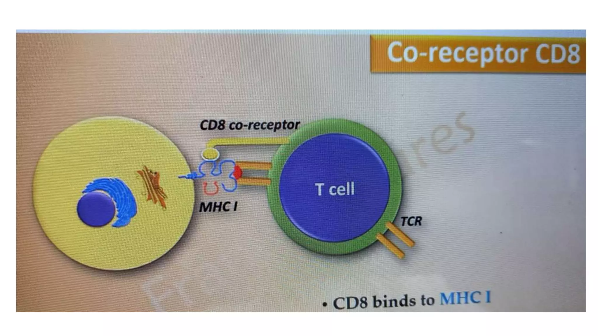 B Cell & T Cell Receptors.pptx