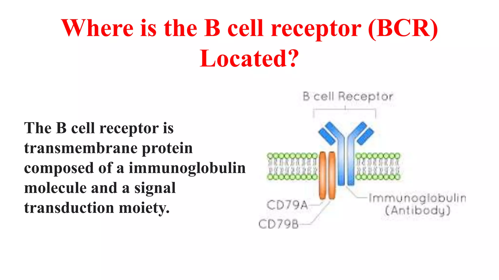 B Cell & T Cell Receptors.pptx