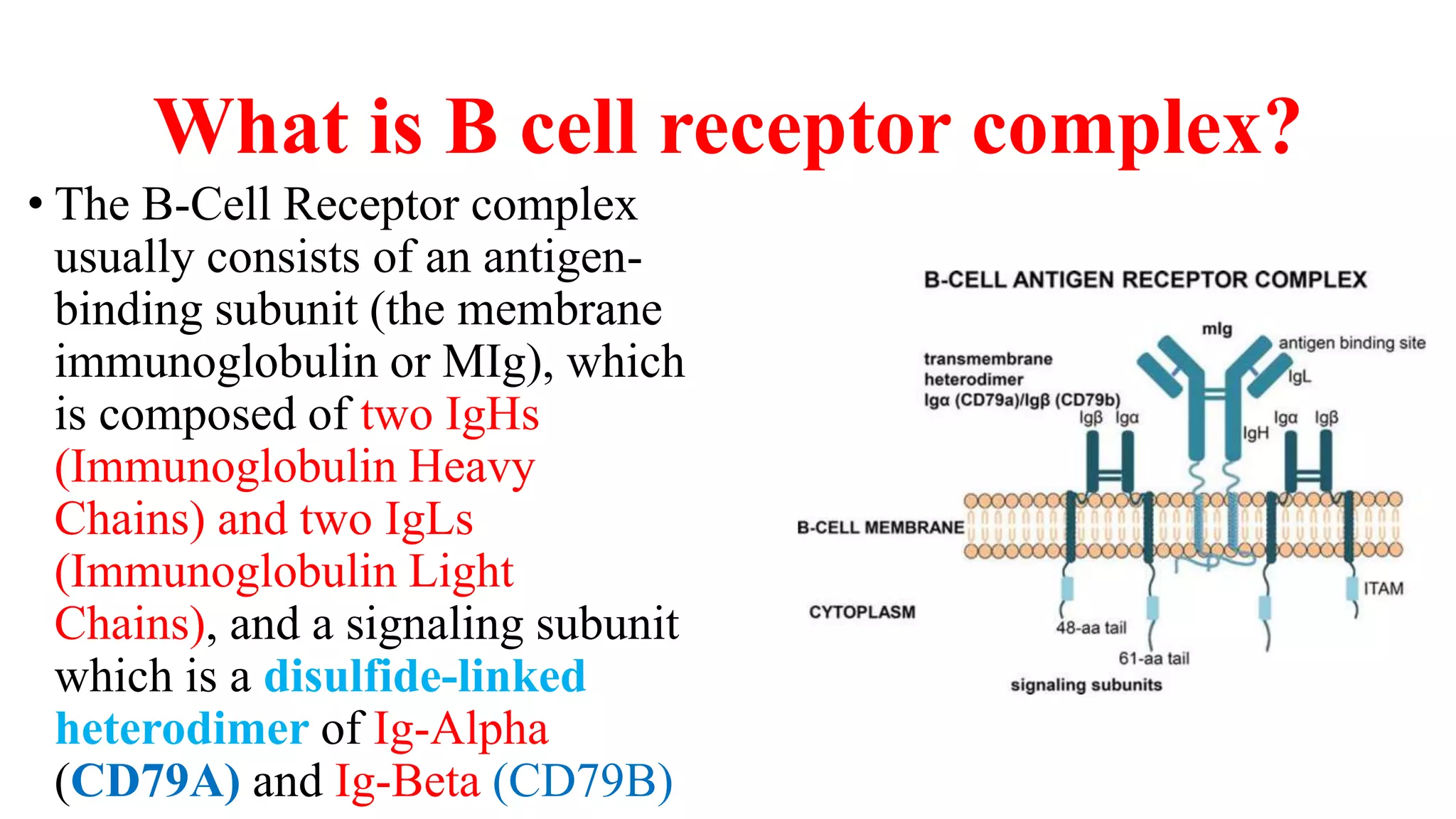 B Cell & T Cell Receptors.pptx