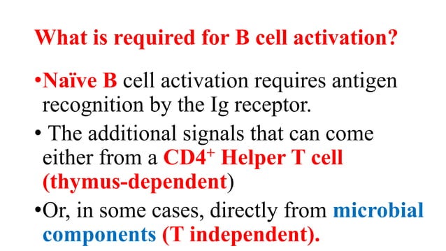 B Cell & T Cell Receptors.pptx