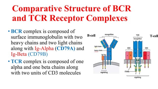 B Cell & T Cell Receptors.pptx