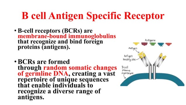 B Cell & T Cell Receptors.pptx