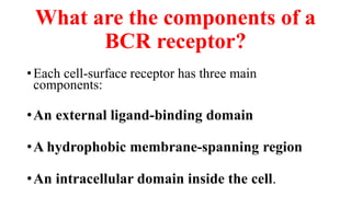B Cell & T Cell Receptors.pptx