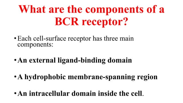 B Cell & T Cell Receptors.pptx