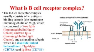B Cell & T Cell Receptors.pptx