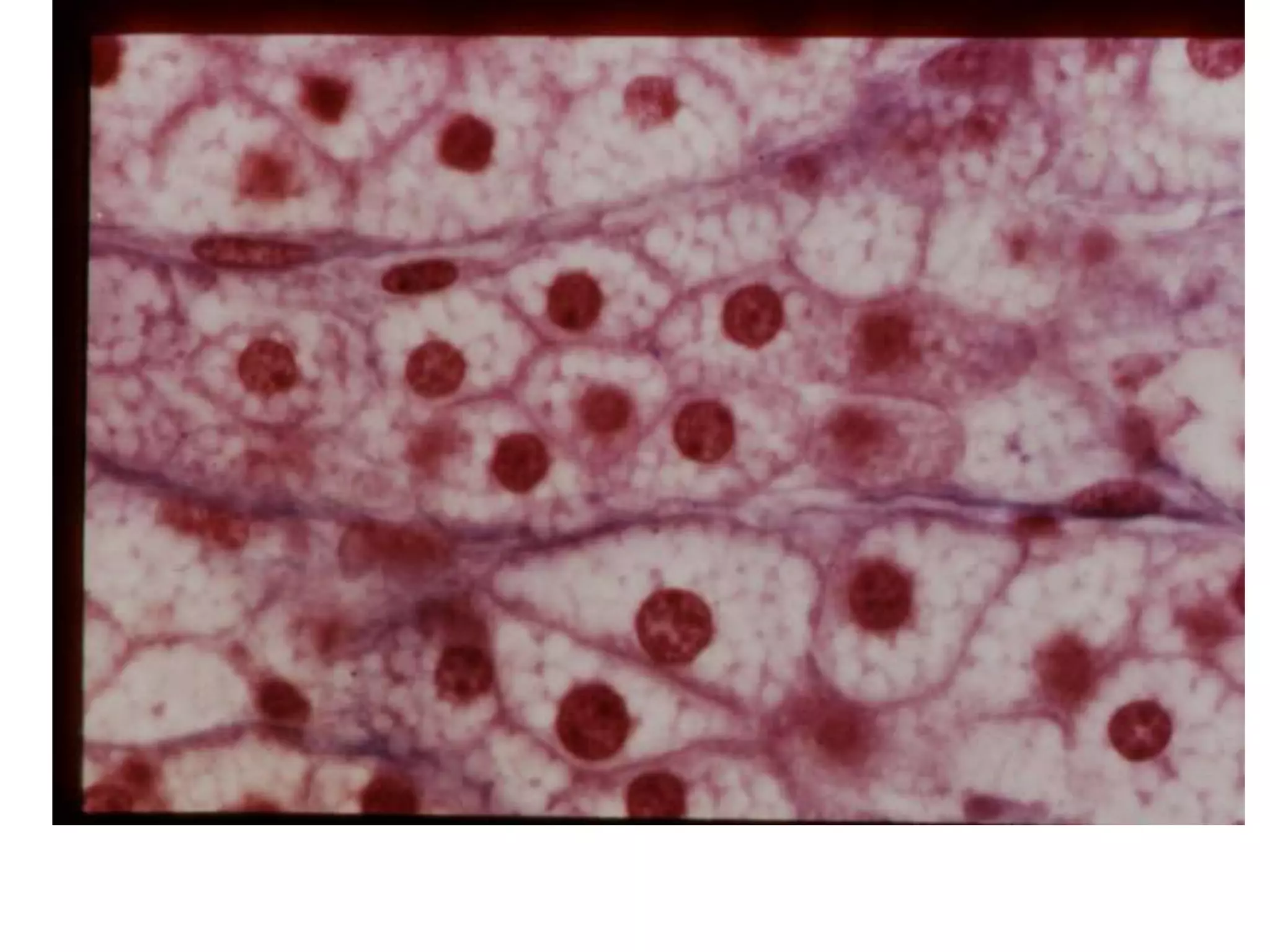 b cellula_1 (1).ppt