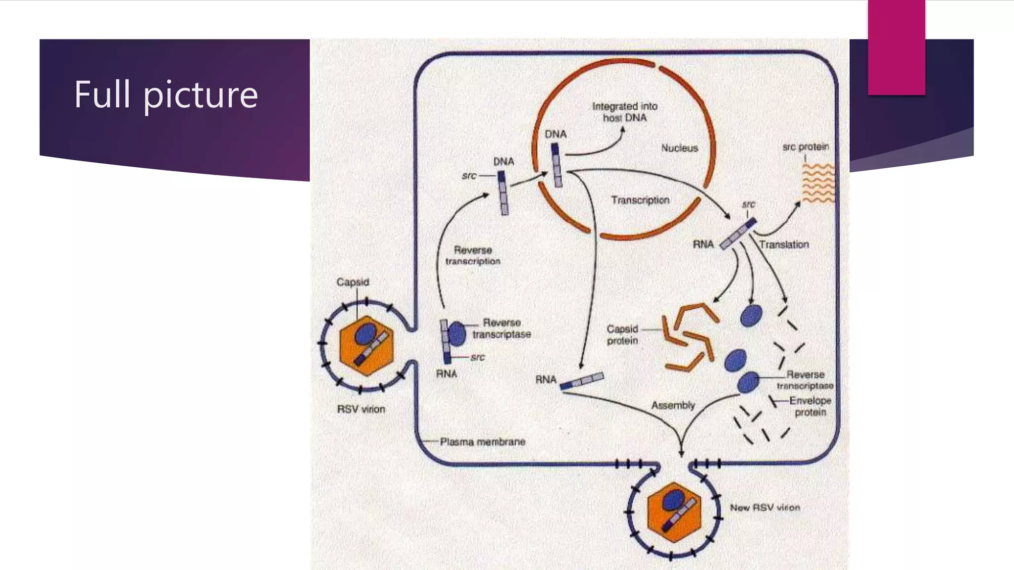 Rous Sarcoma Virus | PPTX