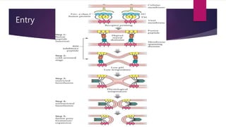 Rous Sarcoma Virus | PPTX