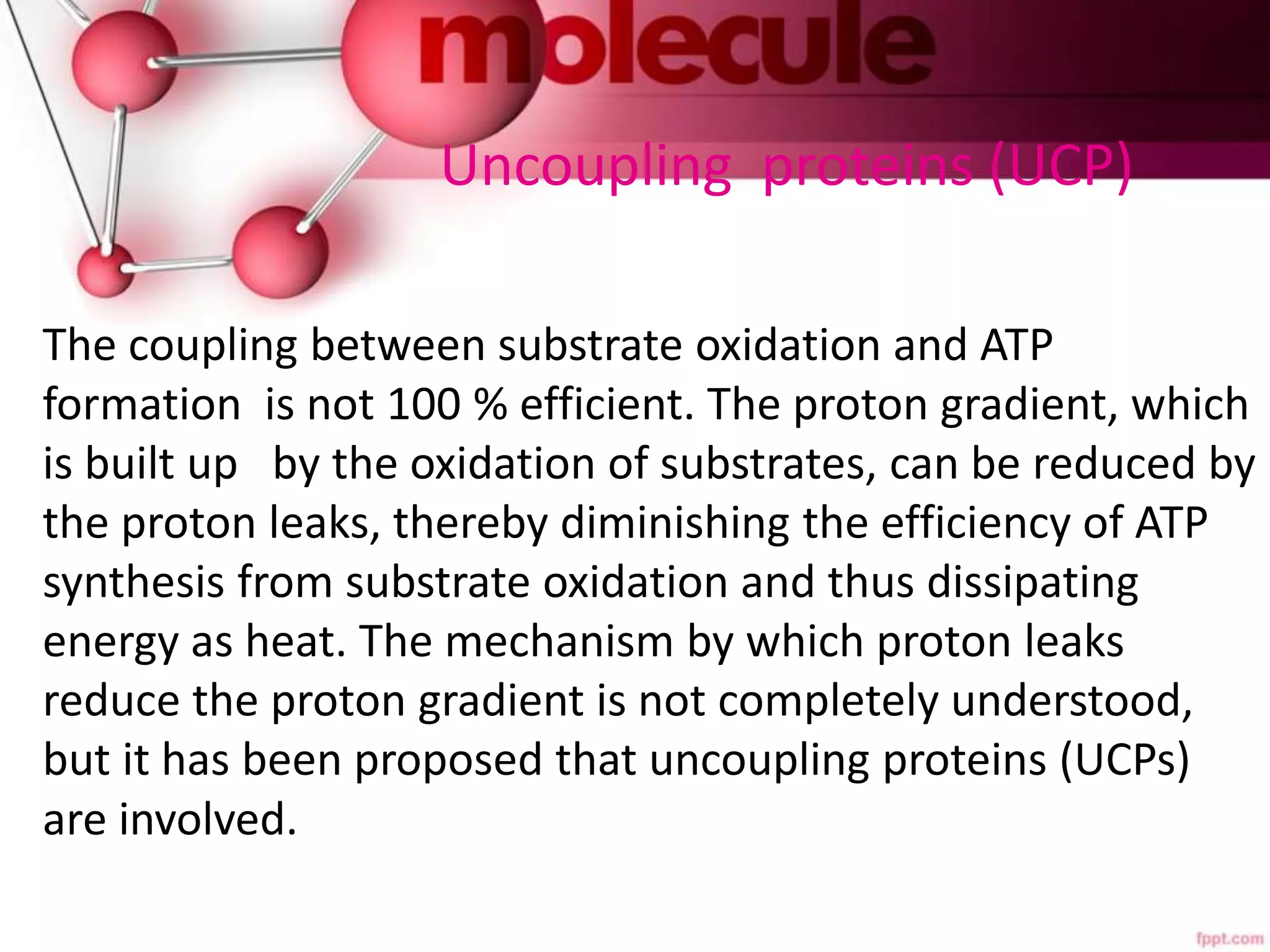 Uncoupling proteins (UCP) | PPTX