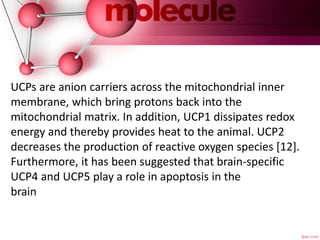 Uncoupling proteins (UCP) | PPTX