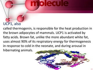 Uncoupling proteins (UCP) | PPTX