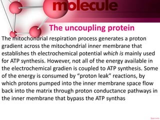 Uncoupling proteins (UCP) | PPTX
