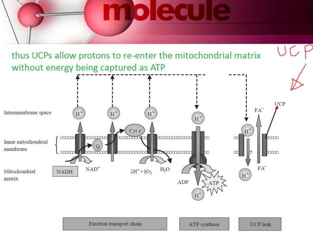 Uncoupling proteins (UCP) | PPTX | Chemistry | Science