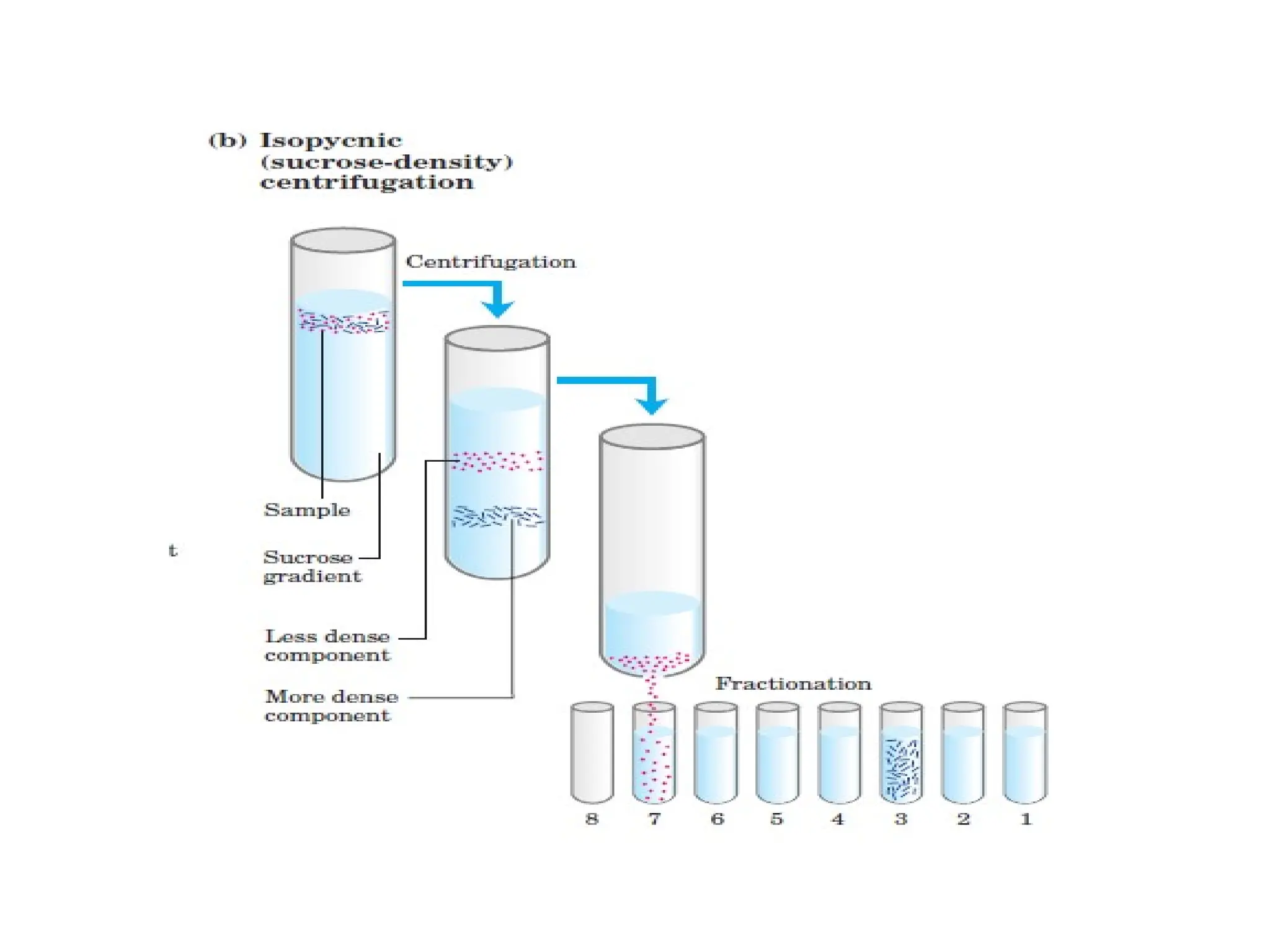 BCH 222 CENTRIFUGATION: Isolation of Organelles.pptx