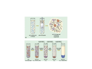 BCH 222 CENTRIFUGATION: Isolation of Organelles.pptx