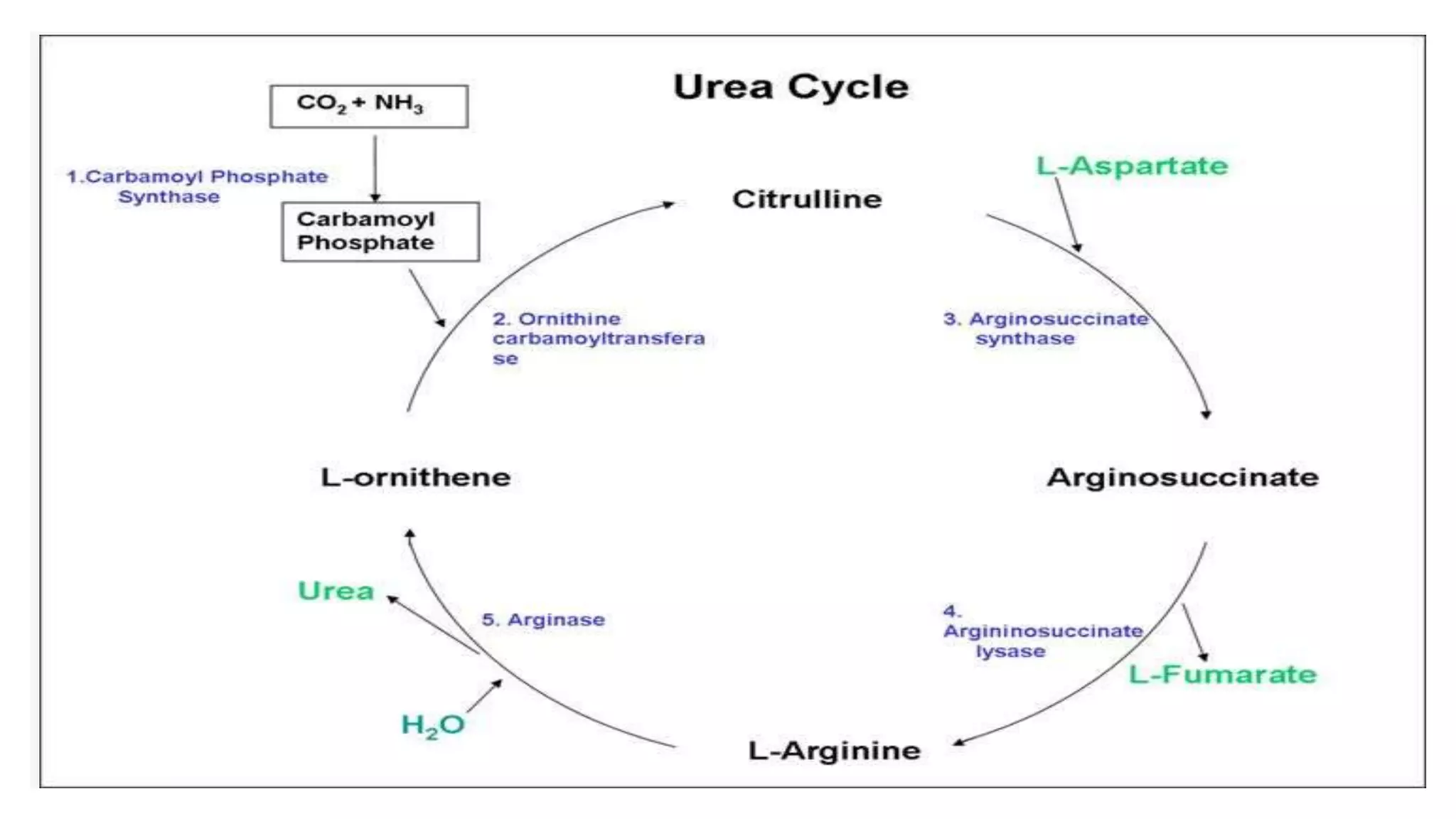 BCH 228-UREA CYCLE.pptx