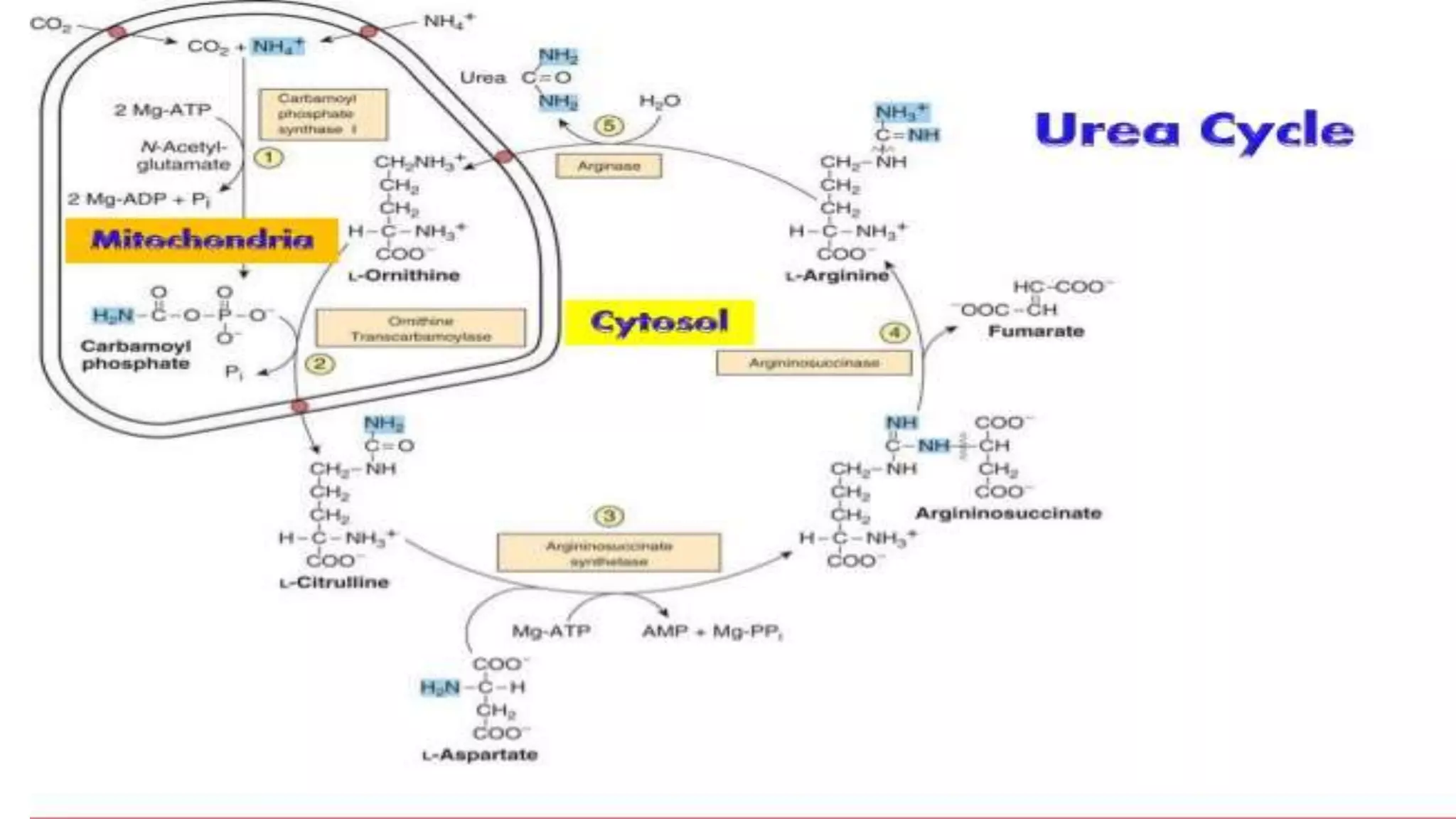BCH 228-UREA CYCLE.pptx