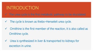 BCH 228-UREA CYCLE.pptx