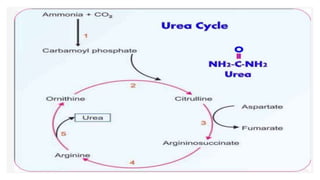 BCH 228-UREA CYCLE.pptx