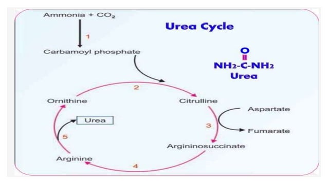 BCH 228-UREA CYCLE.pptx