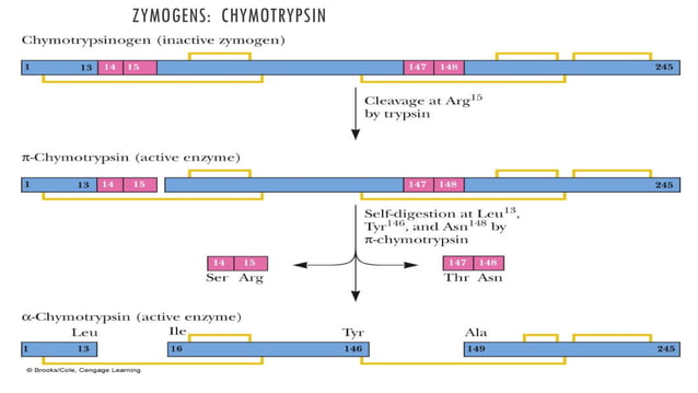 This the study of enzyme activity for those in collages | PPT