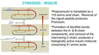This the study of enzyme activity for those in collages | PPT