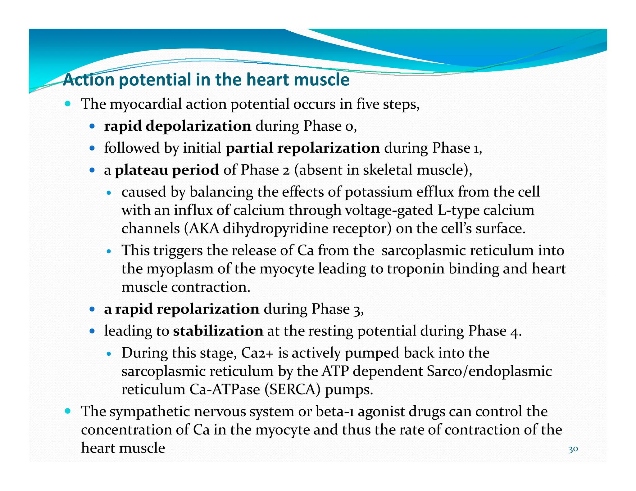 BIOCHEMISTRY OF MUSCLE CONTRACTIONS AND DIFFERENT TYPES OF MUSCLES | PDF