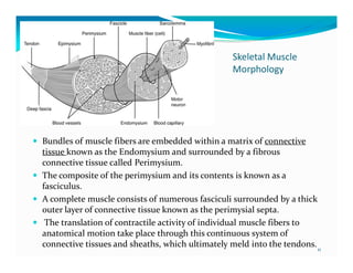 BIOCHEMISTRY OF MUSCLE CONTRACTIONS AND DIFFERENT TYPES OF MUSCLES | PDF