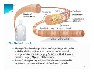 BIOCHEMISTRY OF MUSCLE CONTRACTIONS AND DIFFERENT TYPES OF MUSCLES | PDF