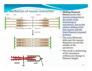 BIOCHEMISTRY OF MUSCLE CONTRACTIONS AND DIFFERENT TYPES OF MUSCLES | PDF