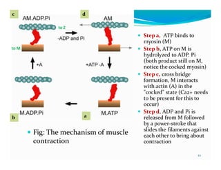 BIOCHEMISTRY OF MUSCLE CONTRACTIONS AND DIFFERENT TYPES OF MUSCLES | PDF