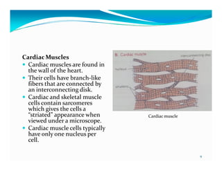 BIOCHEMISTRY OF MUSCLE CONTRACTIONS AND DIFFERENT TYPES OF MUSCLES | PDF