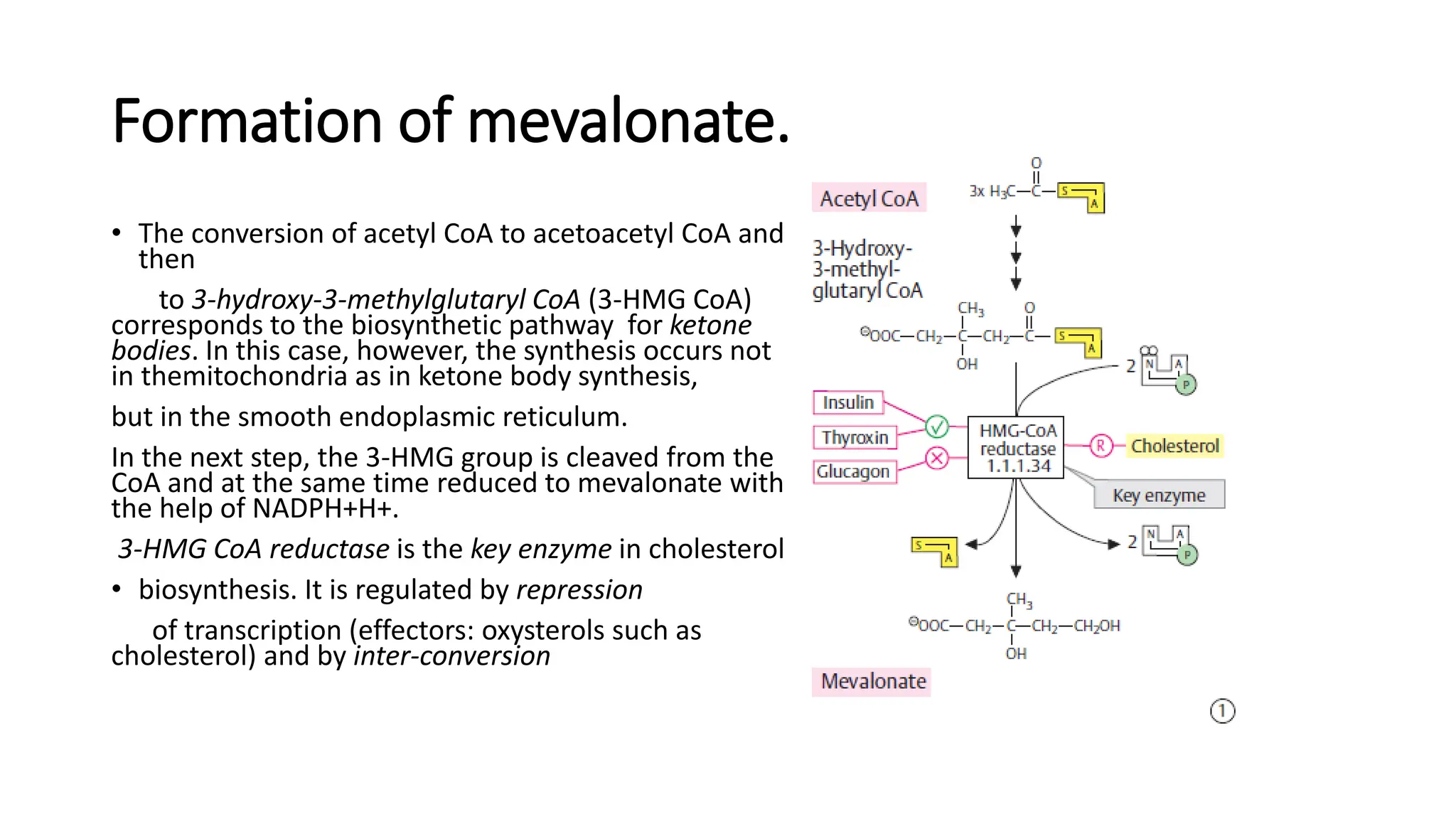 BCH 333-Cholesterol synthesis & metabolism (1).pdf