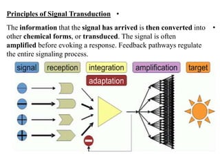 BCH422 signal transduction.pptx and cell comunication | PPTX
